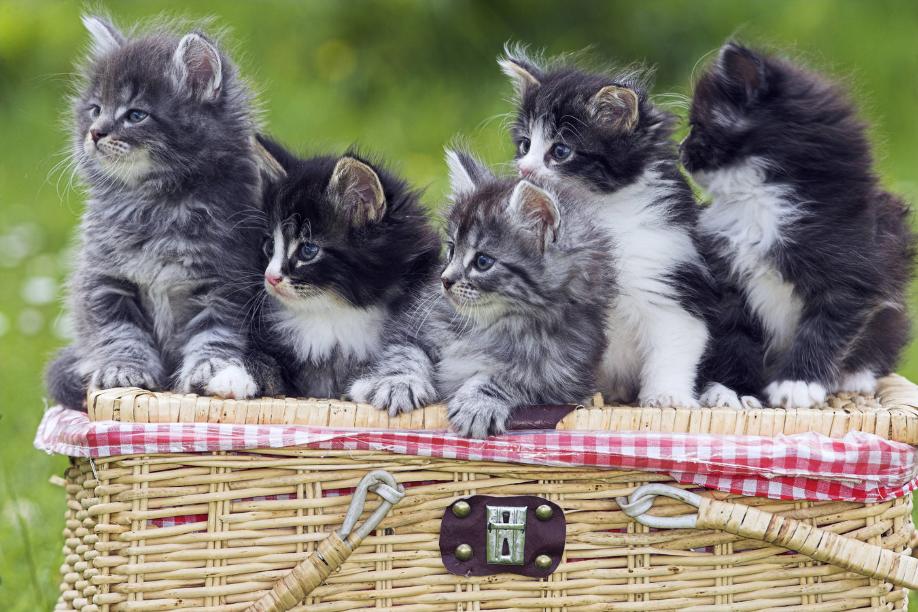 Süße Katzenfotos, denen niemand widerstehen kann! - freenet.de