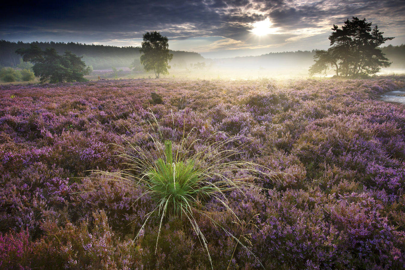 Die schönsten Heide-Fotos aus dem Herbst - freenet.de