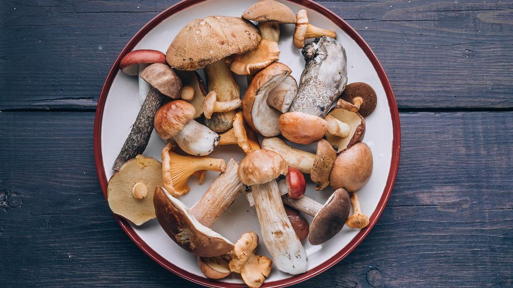 Pilze bestimmen: Wie man essbare von giftigen Sorten unterscheidet