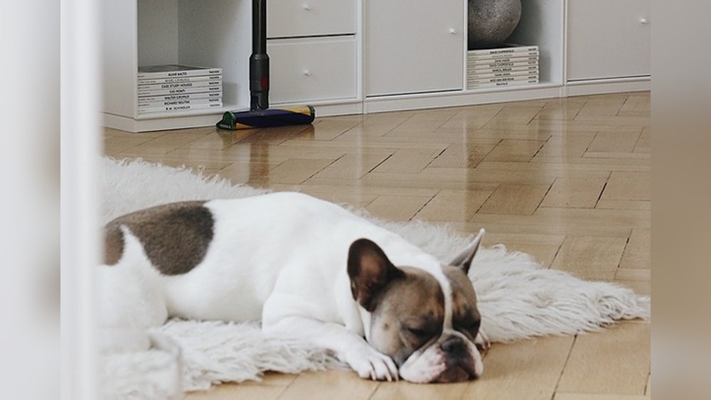 So lässt sich Hausstaub effektiv bekämpfen