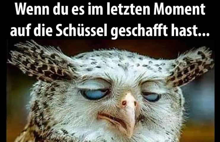 Tier-Memes, die uns zum Lachen bringen